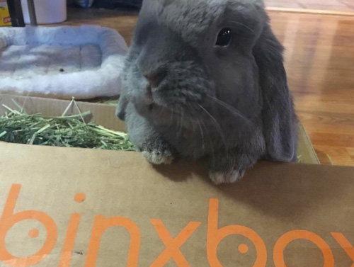 5 Best Subscription Boxes For Rabbits - My Dog Is A Robot